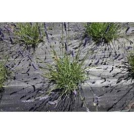 Toile de paillage + Piquets sol - 2m x 25m - 100g/m2 - Rouleau - Noire | Metaltis